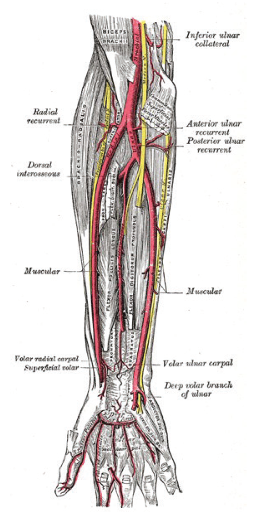Impact of Radial Access on Coronary Intervention Outcomes - Cardiac ...