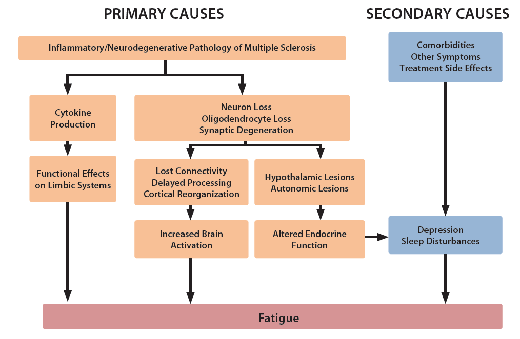 Fatigue In Patients With Multiple Sclerosis Practical Neurology