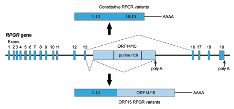 Gene Therapy on the Horizon for X-Linked Retinoschisis and X-Linked RP ...