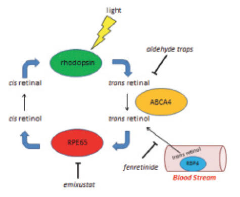 Targeting the Visual Cycle: Dry AMD and Stargardt Disease - Retina Today