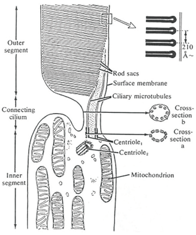 Seeking Therapies for Stargardt Macular Dystrophy - Retina Today