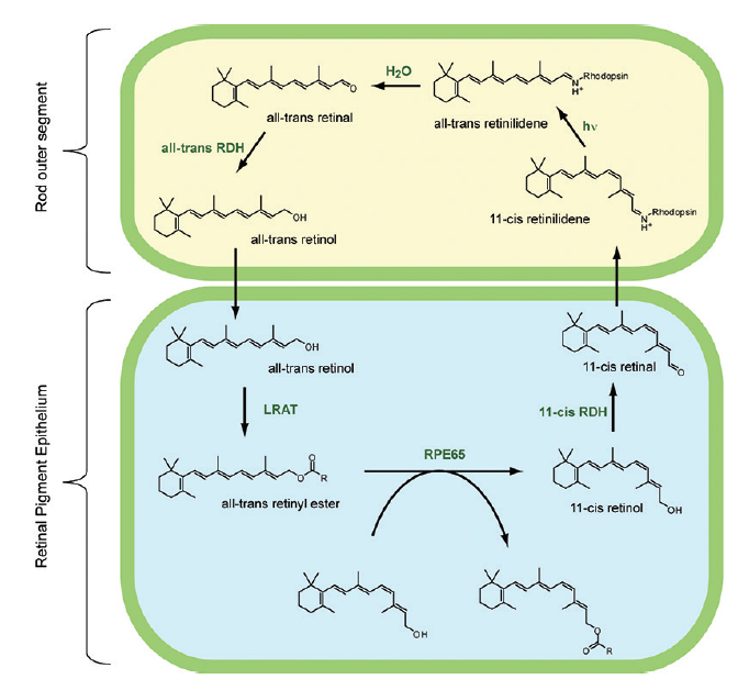 Seeking Therapies for Stargardt Macular Dystrophy - Retina Today